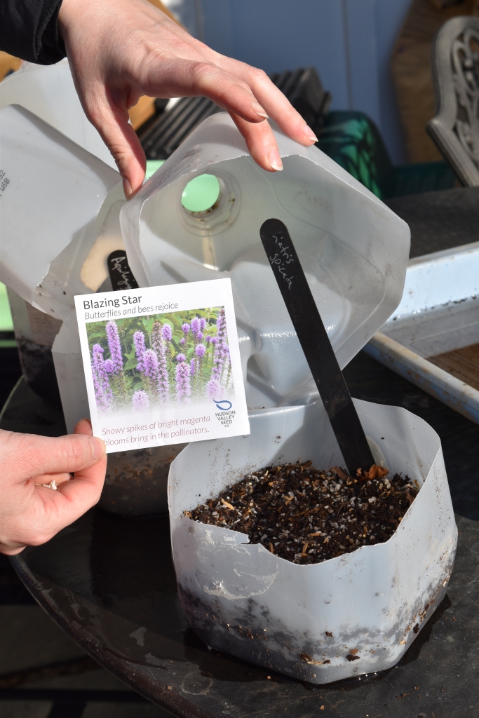 Winter Seed Sowing in Old Milk Jugs - Jenny Rose Carey
