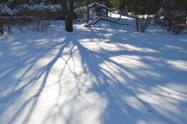 January 2026 Newsletter: Finding Joy Through Winter - Jenny Rose Carey